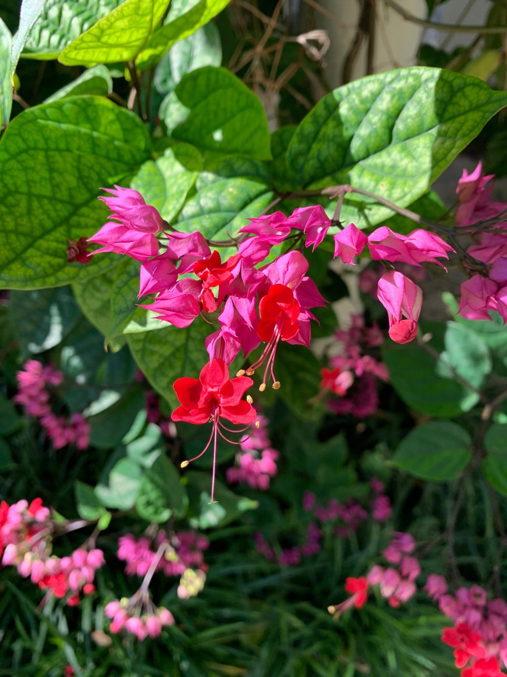 So over Valentine's Day? Bleeding heart vine is for you! | Camana Bay