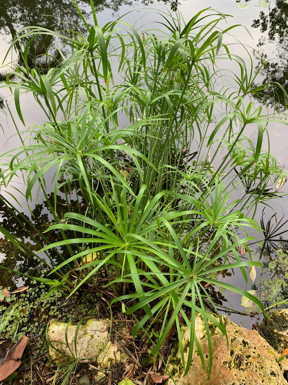 Focus on flora: Paper reed/papyrus | Camana Bay