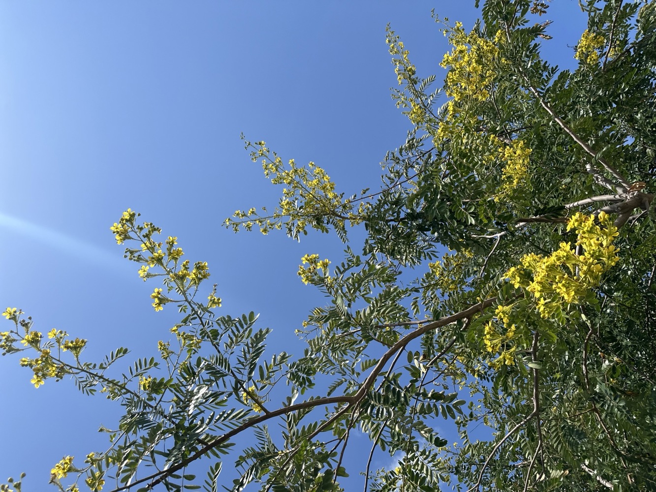 Let in the sunshine with this tree | Camana Bay
