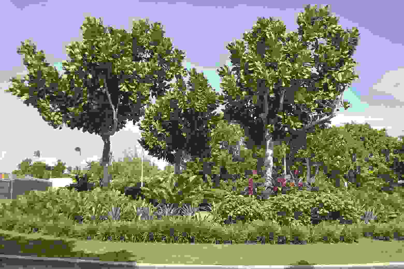 Focus on flora: Putat tree | Camana Bay