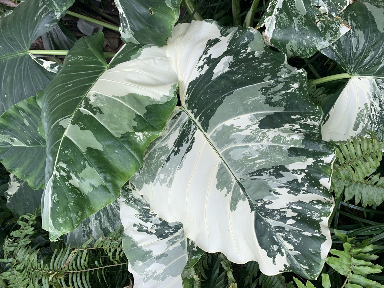 Focus on flora: Variegated elephant ear | Camana Bay